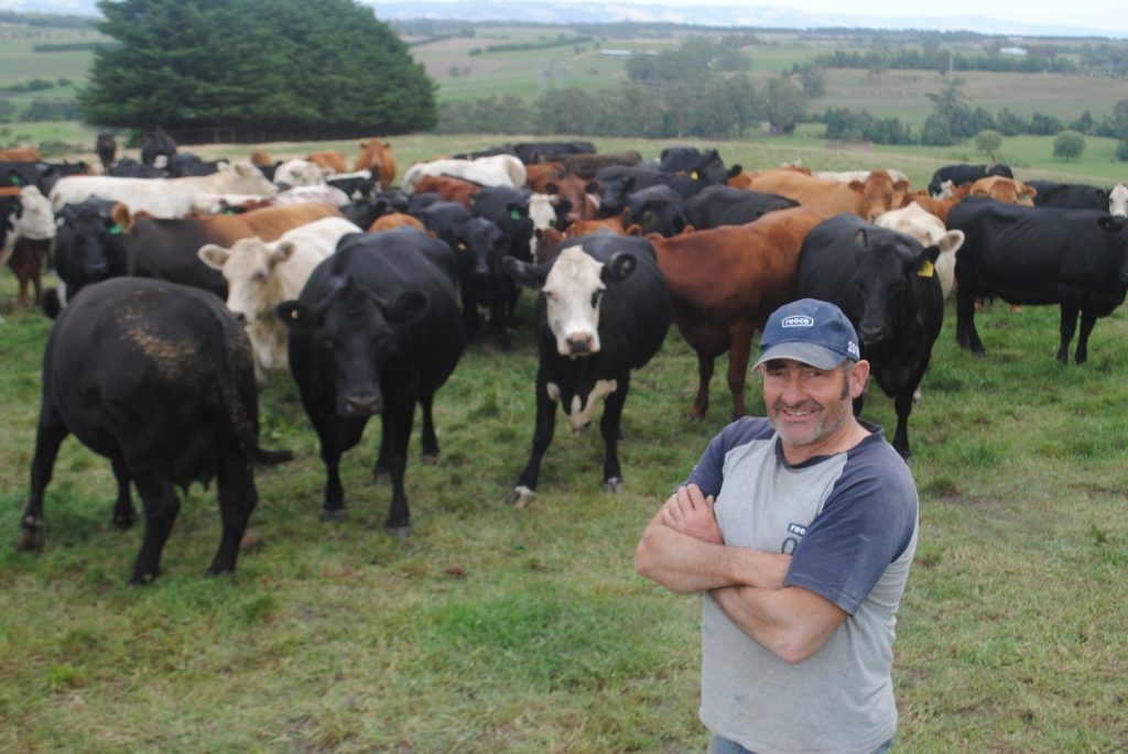 Veal brings in the big bucks | Latrobe Valley Express