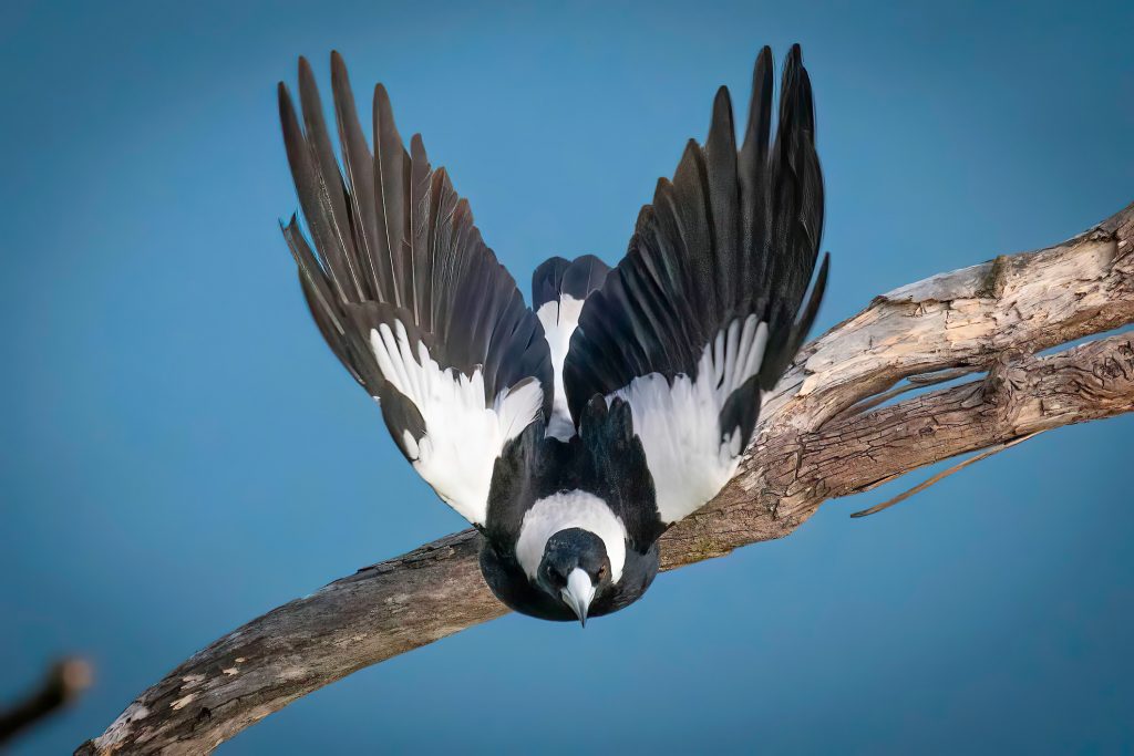 Beware the magpies this swooping season | Latrobe Valley Express