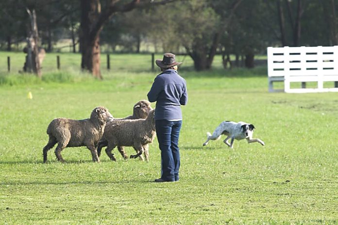 Keep them doggies rollin' at Berryden sheepdog trials | Latrobe Valley ...