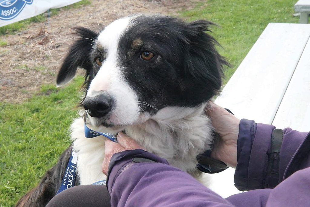 Keep them doggies rollin' at Berryden sheepdog trials | Latrobe Valley ...