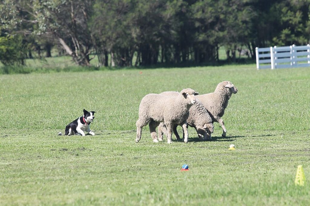 Keep them doggies rollin' at Berryden sheepdog trials | Latrobe Valley ...